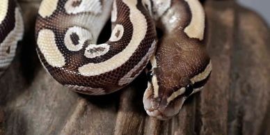 Snake care guide | Makin Ophidian Morphs